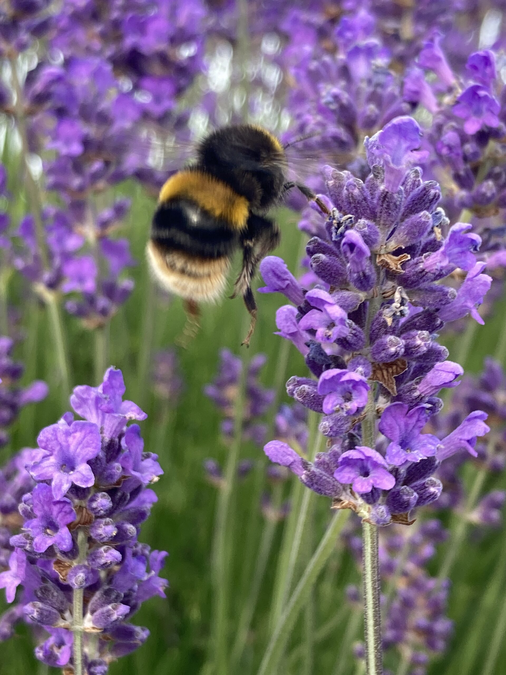 Wildlife Garden for a Modernist Home - Chalcot London